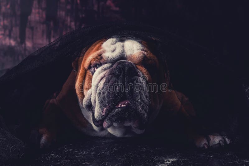 English bulldog head stock image. Image of handsome, playful - 83444829