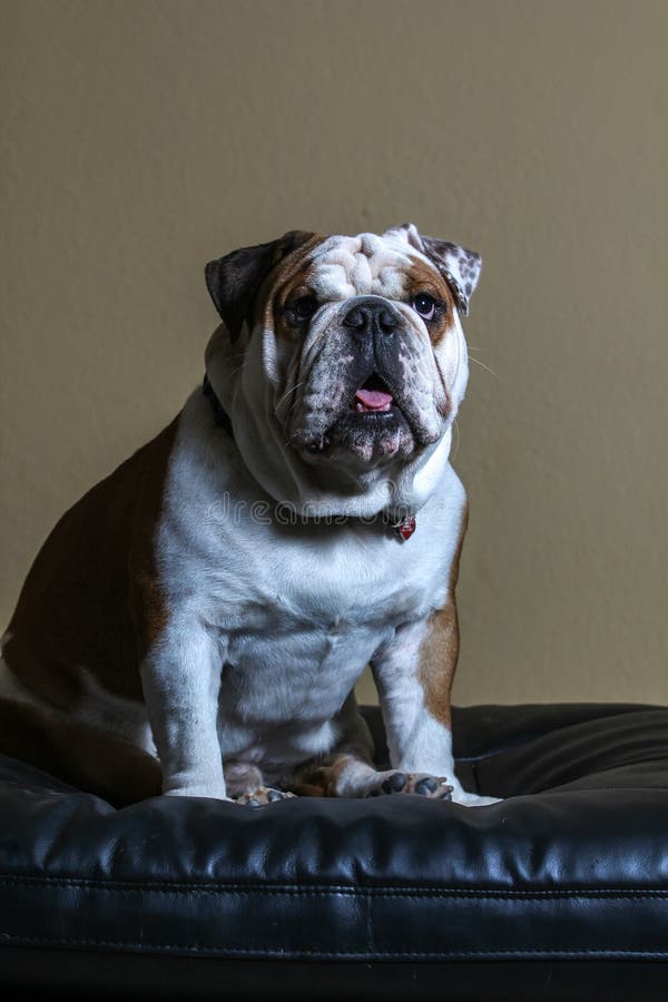 English Bulldog stock image. Image of front, seated, view - 81064025