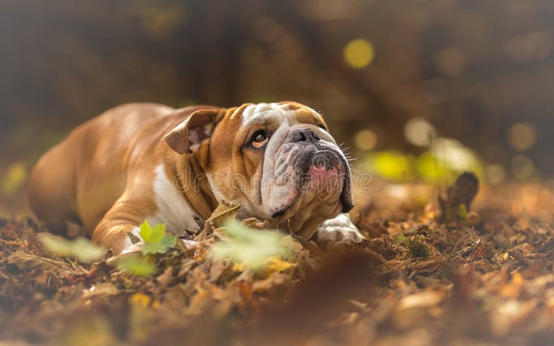 English Bulldog Looking Up at the Forest Stock Photo - Image of park ...