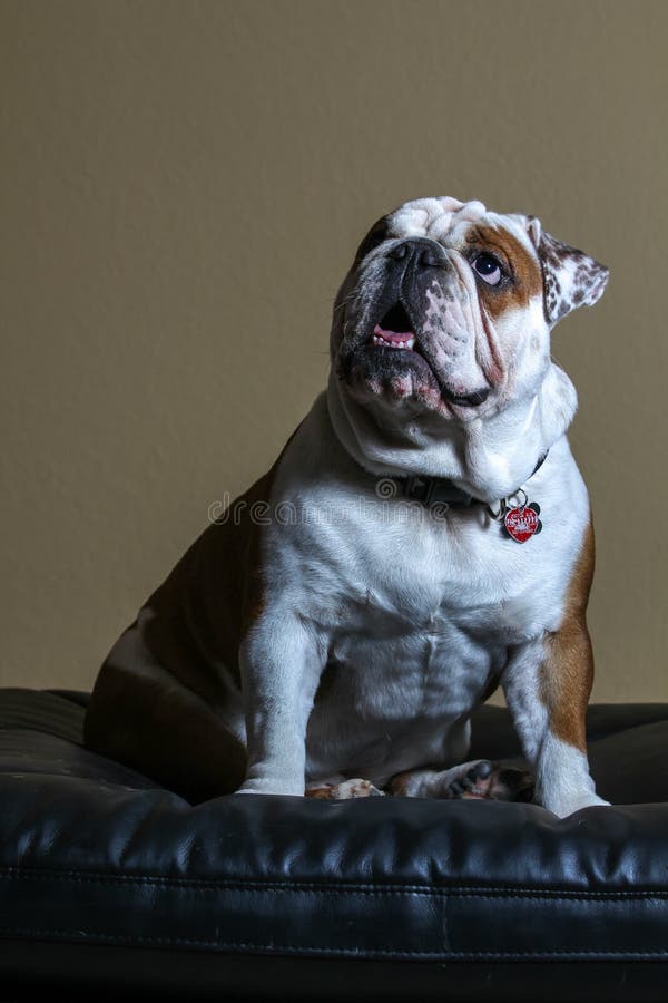 English Bulldog stock image. Image of seat, puppy, camera - 81063857