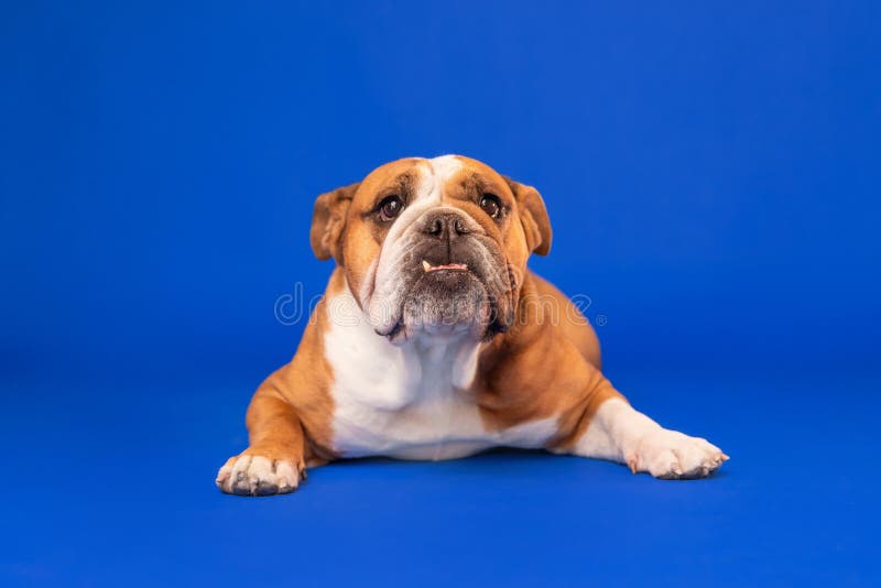 English Bulldog Lying with Serious Expression on Blue Background Stock ...