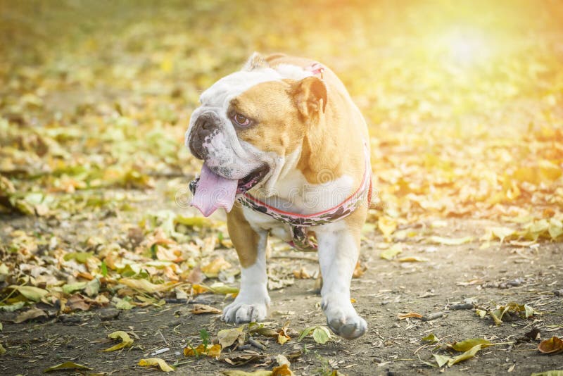 English Bulldog in the Nature Stock Photo - Image of summer, portrait ...