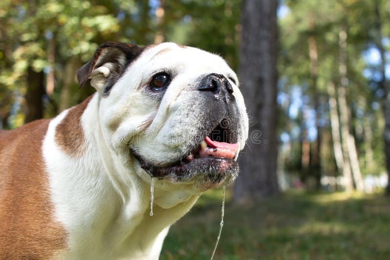 English Bulldog in Nature in the Park Stock Image - Image of domestic ...