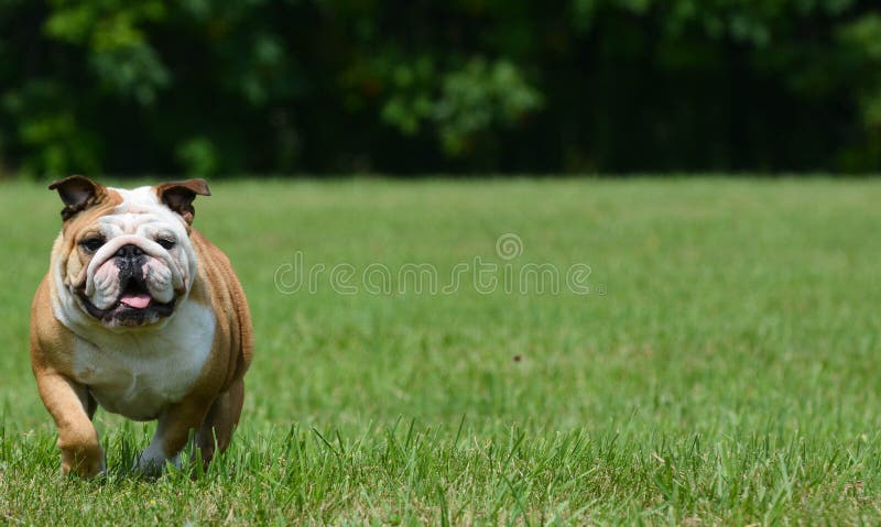 English bulldog outside stock image. Image of brown, english - 48442197