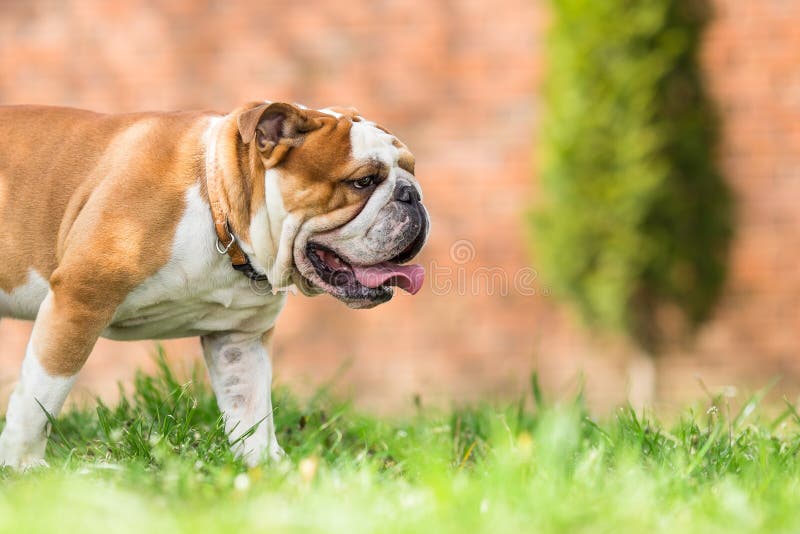 English bulldog playing stock image. Image of friendship - 69270025