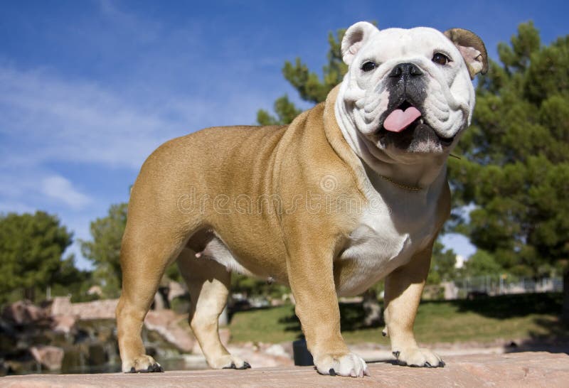 English Bulldog Portrait Stack Stock Photo - Image of bulldog, strong ...