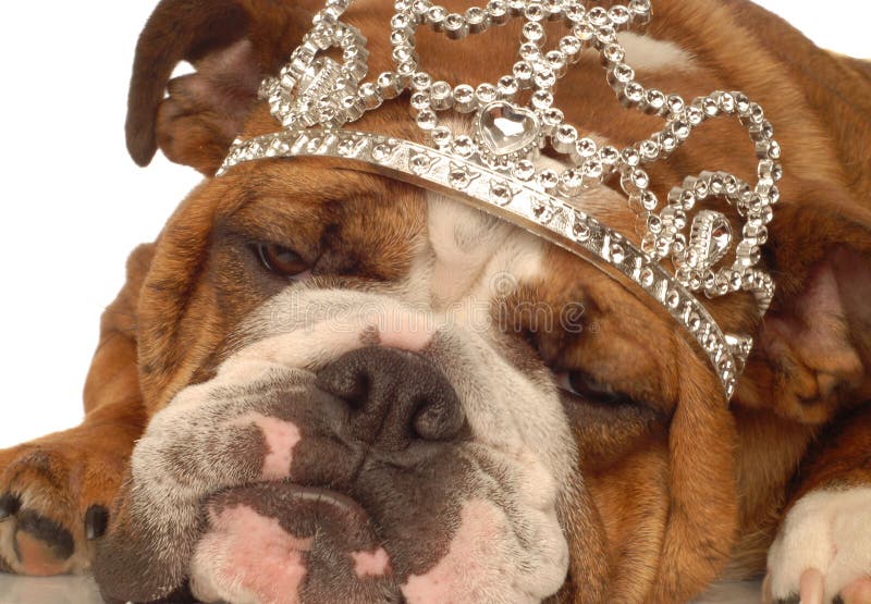 English bulldog princess stock photo. Image of halloween - 6299792