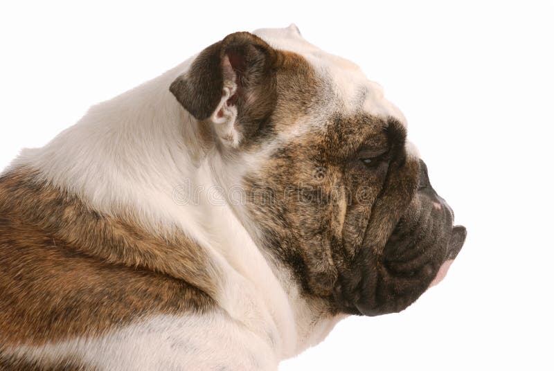 English Bulldog Profile stock photo. Image of cool, animal - 15163568