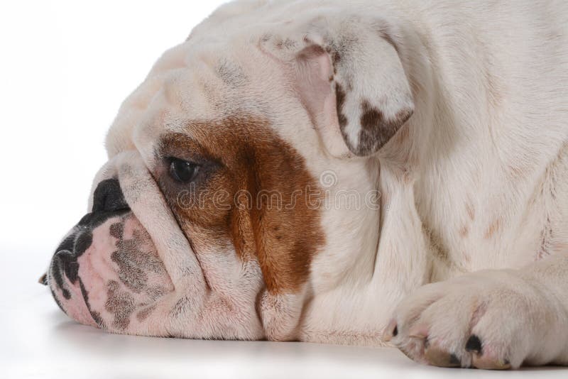 English Bulldog Profile stock photo. Image of cool, animal - 15163568
