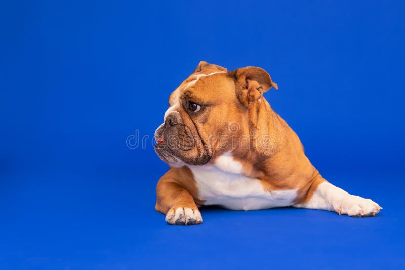 English Bulldog in Profile View on Blue Background Stock Image - Image ...