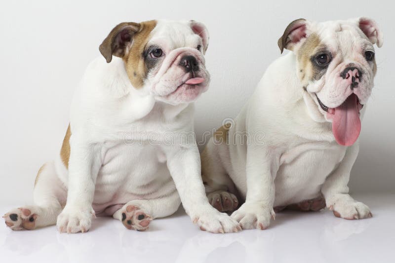 Family of English Bulldog Puppies Stock Image - Image of bite, baby ...