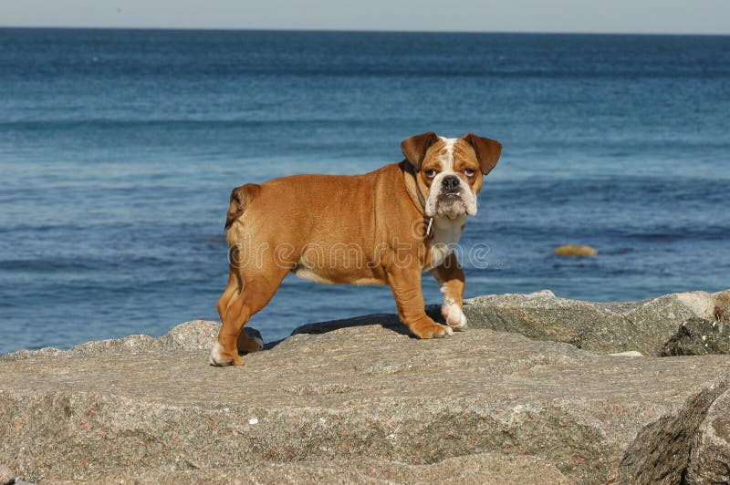 English Bulldog Puppy Eating Spaghetti Stock Image - Image of spaghetti ...