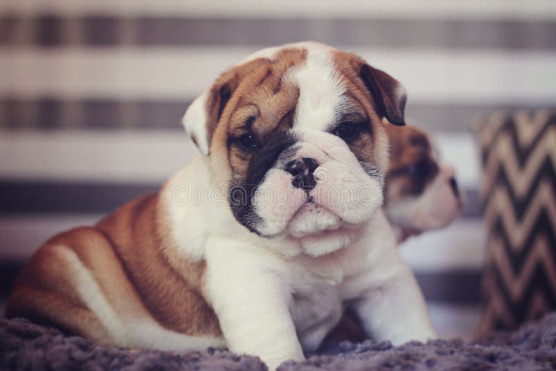 English Bulldog Puppy 5 Weeks Old Stock Image - Image of rolls, puppy ...