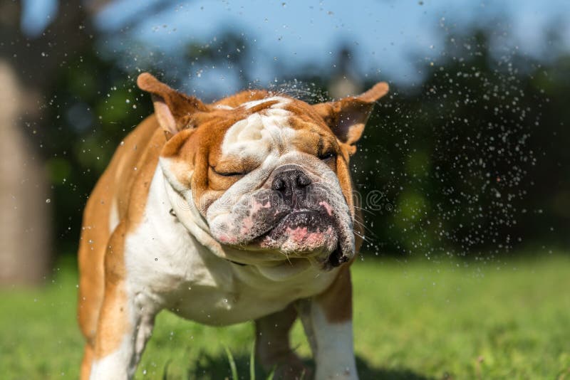English Bulldog stock photo. Image of shake, summer, bulldog - 70214230