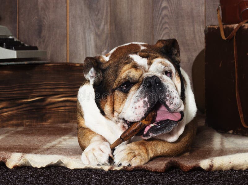 English Bulldog Retro Style Stock Photo - Image of english, canine ...