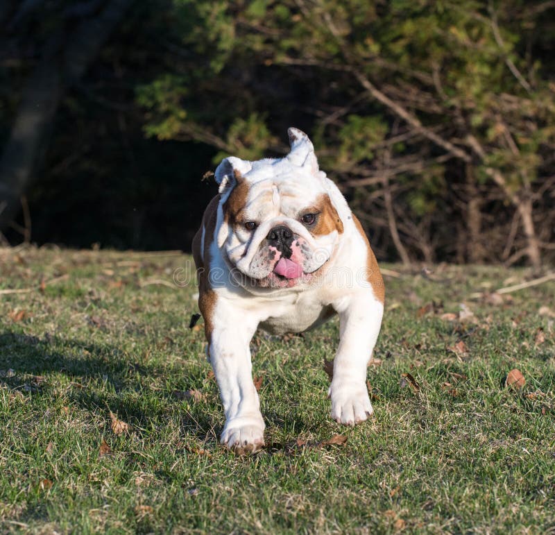 English bulldog running stock image. Image of running - 40447987
