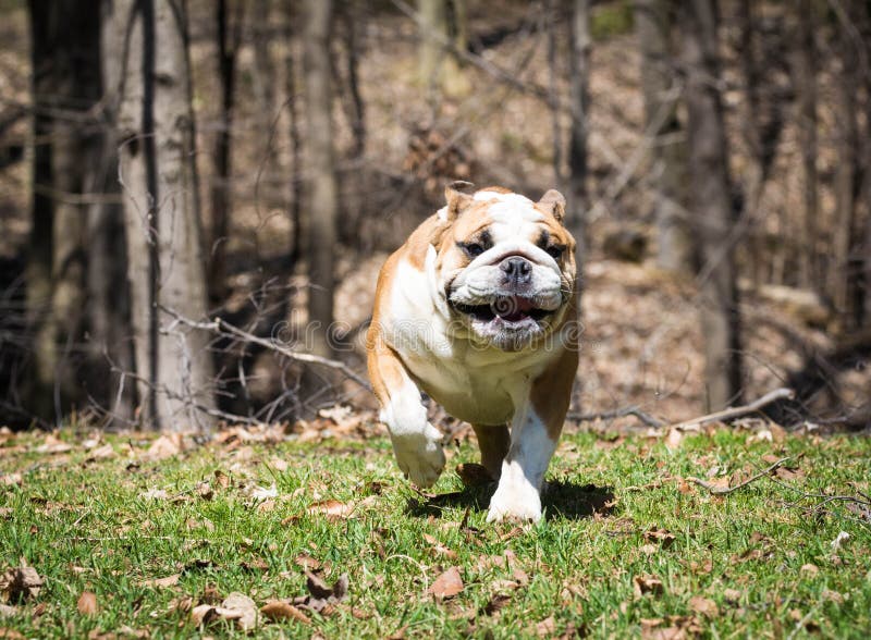 Bulldog Running Around the Pool Stock Photo - Image of clear, canine ...