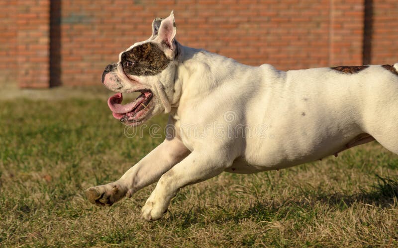 English Bulldog Running Outside Stock Image - Image of domestic, play ...