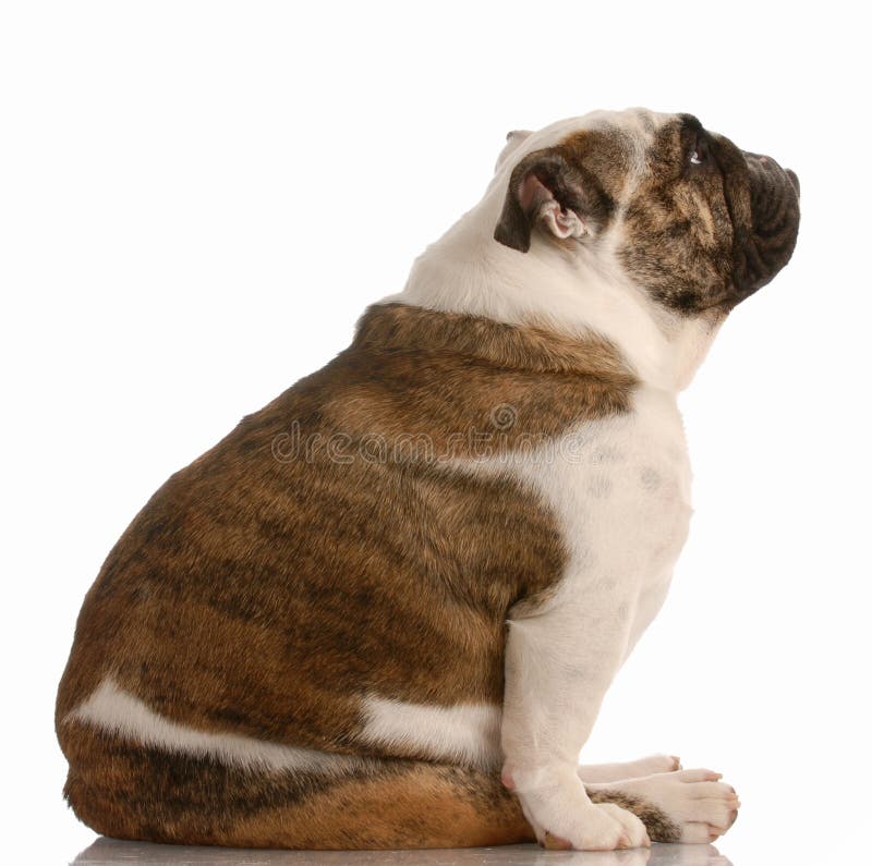 Side View Of British Bulldog Sitting Stock Image - Image of full ...