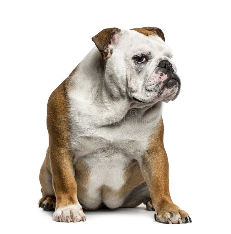 English Bulldog sitting, stock image. Image of english - 101755827