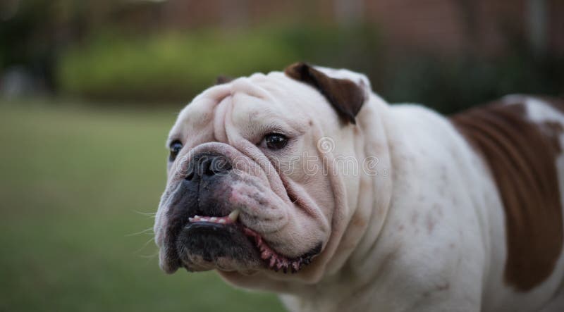 English Bulldog Stand on the Grass. Stock Photo - Image of beast ...