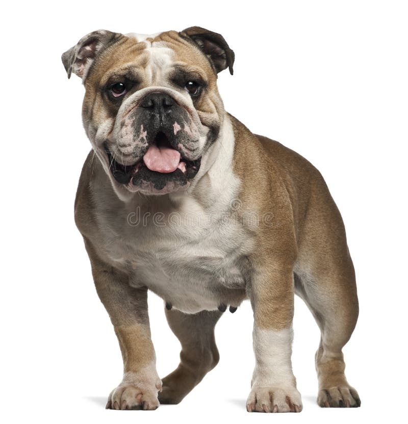 15,952 English Bulldog Photos - Free & Royalty-Free Stock Photos from ...