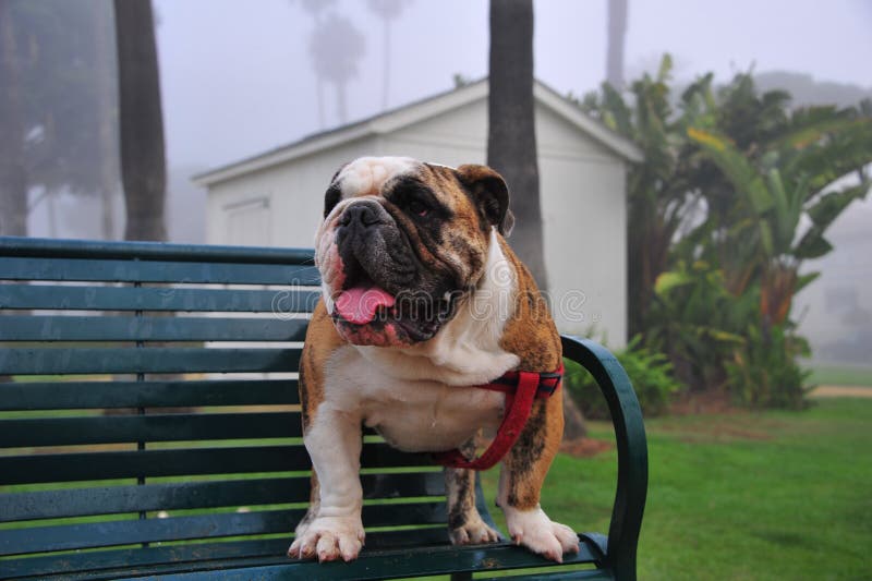 Smushed Dog Face between Legs Stock Image - Image of face, smushed ...