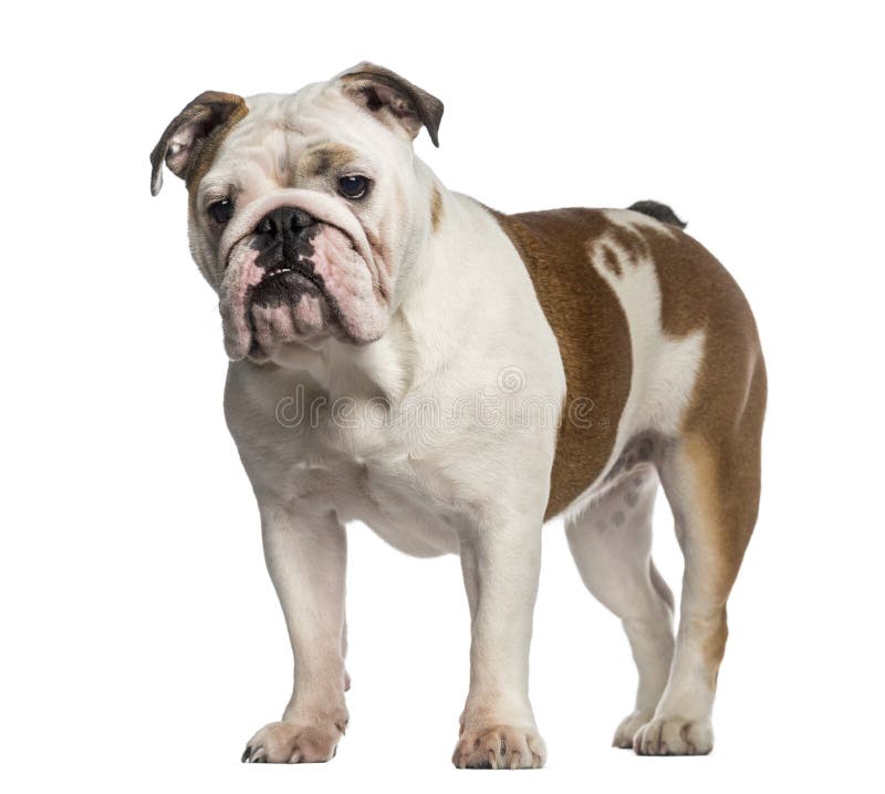 111 English Bulldog Side Profile Stock Photos - Free & Royalty-Free ...
