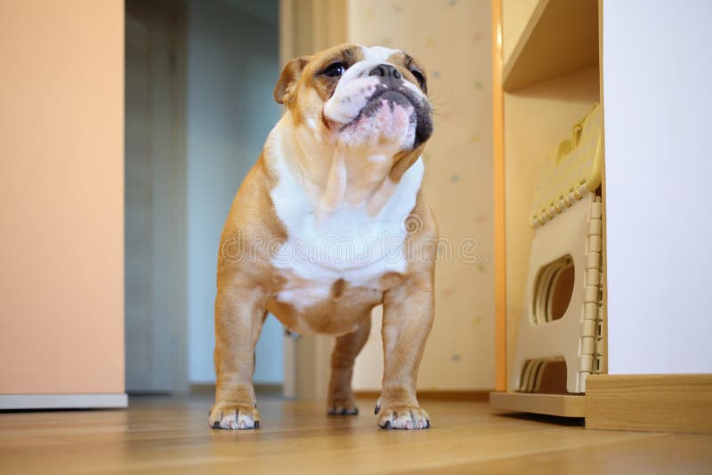 English Bulldog Standing in Room, View Stock Image - Image of friend ...