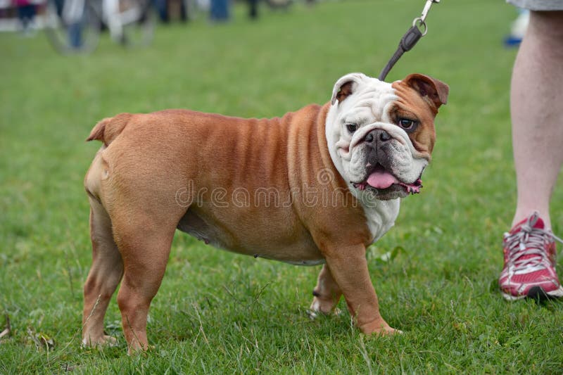 English Bulldog, Standing, Side View Stock Photo - Image of outdoors ...