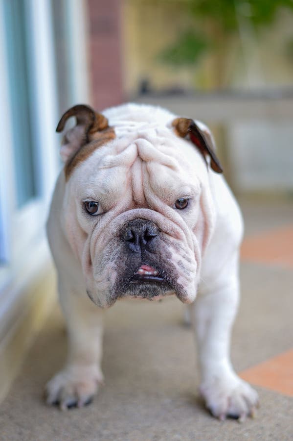 English Bulldog Standing, Smile and Looking Stock Photo - Image of ...