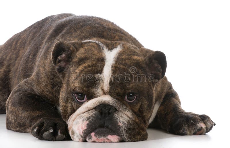 English bulldog stock photo. Image of looking, tired - 42361712