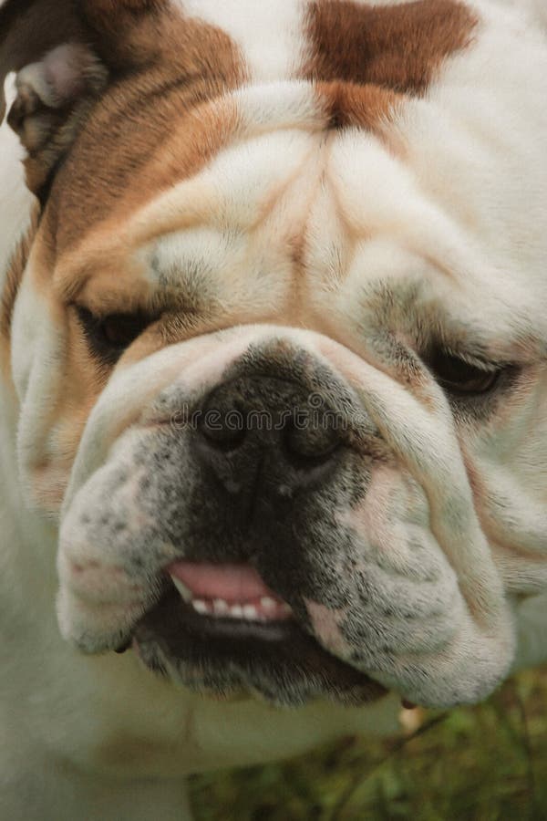 English bulldog stock image. Image of cheeks, domestic - 101028897