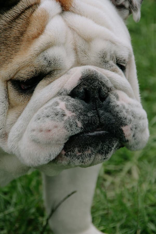 English bulldog stock image. Image of cheeks, bulldog - 101476699