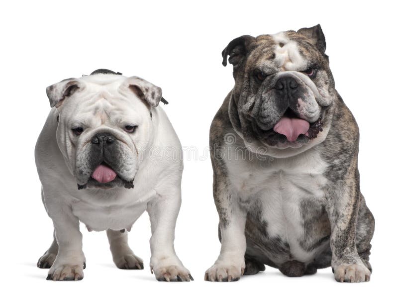 Dog king and queen stock photo. Image of royal, bulldog - 50656110