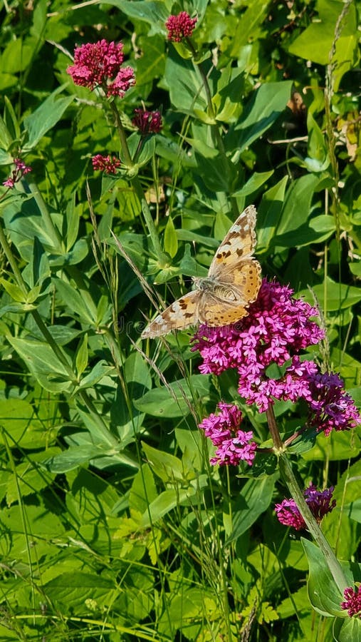 English Butterfly in a Cornish Garden , Uk Stock Photo - Image of ...