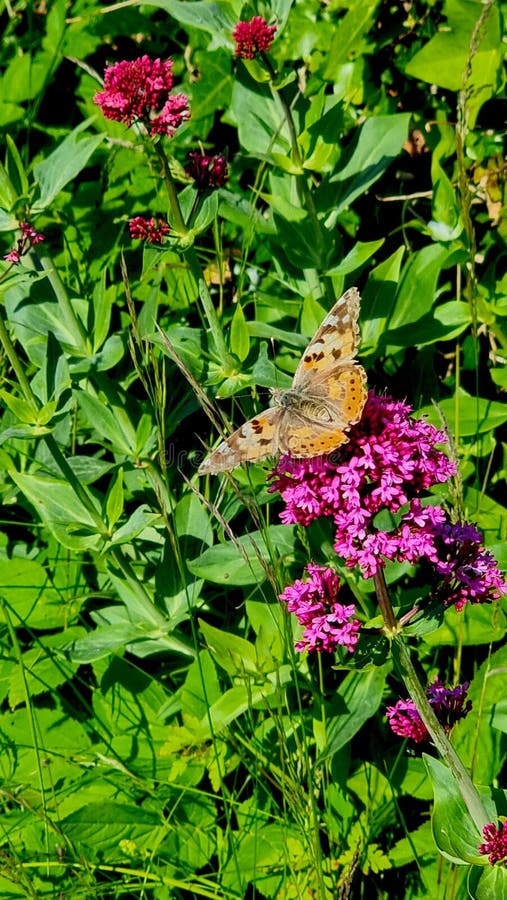 English Butterfly in a Cornish Garden , Uk Stock Image - Image of ...