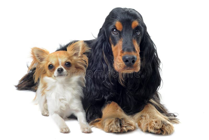English Cocker and Chihuahua Stock Photo - Image of together, english ...