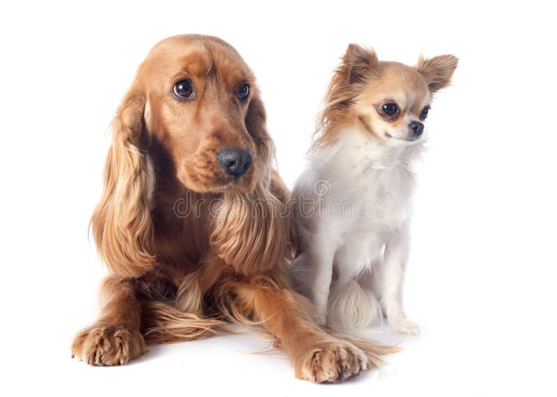 English Cocker and Chihuahua Stock Photo - Image of purebred, studio ...