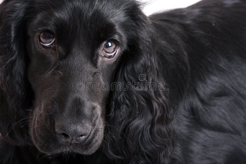 English pointer dog stock photo. Image of isolated, elegance - 10408832