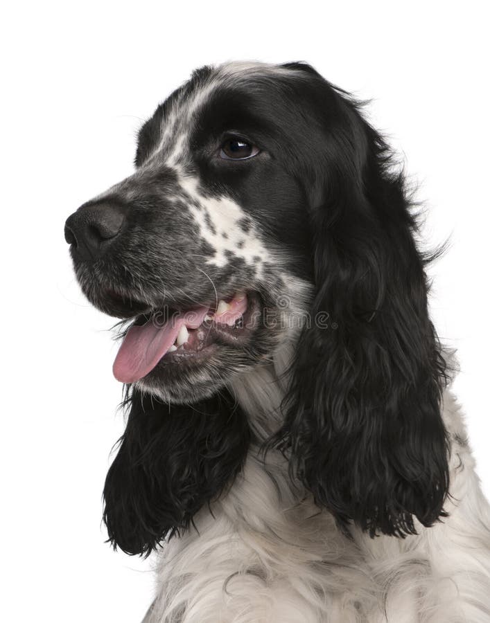 Puppy Face stock image. Image of close, spaniel, mammals - 11533783