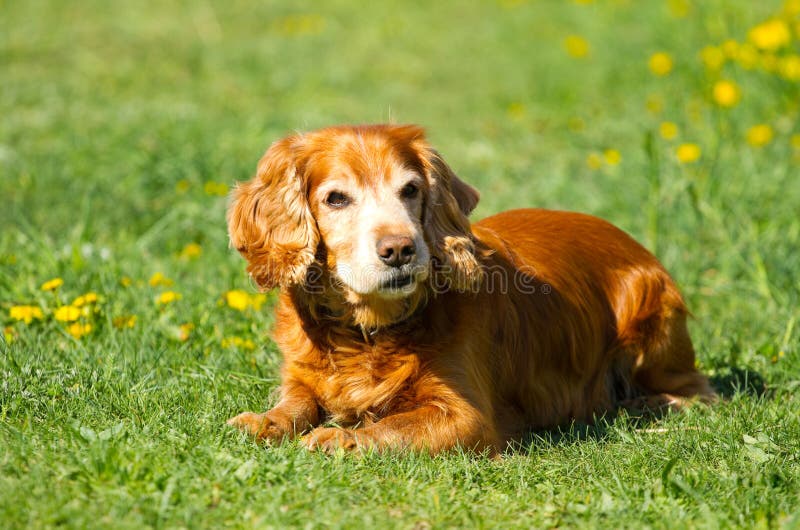 Lovely dog stock photo. Image of cute, eyes, chumping - 42794700