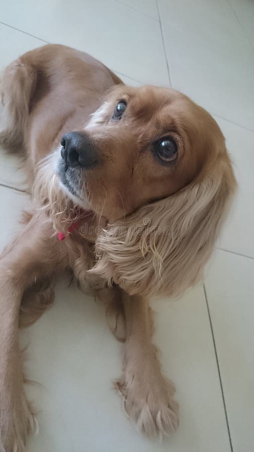 Champagne Cocker Spaniel stock photo. Image of cocker - 61780370