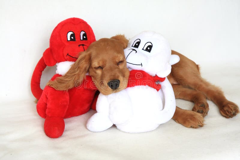 English Cocker Spaniel Baby Dog with Toy Stock Image - Image of cute ...