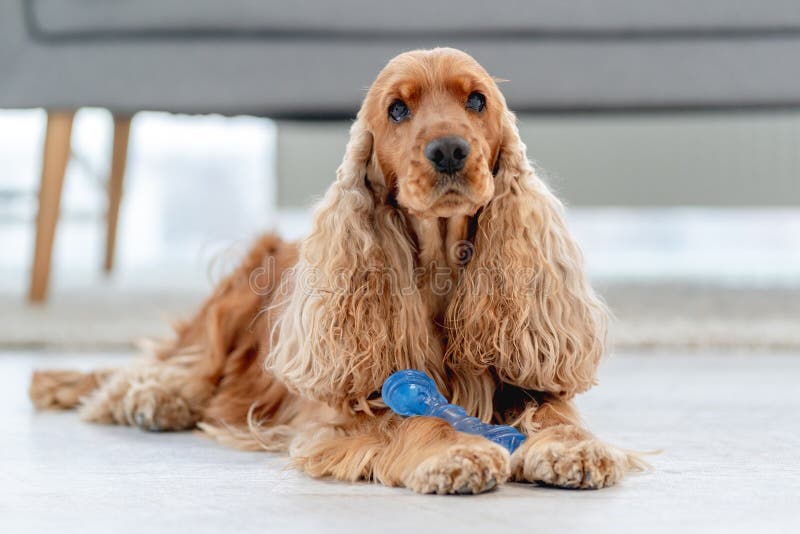 English Cocker Spaniel Dog at Home Stock Photo - Image of muzzle, love ...