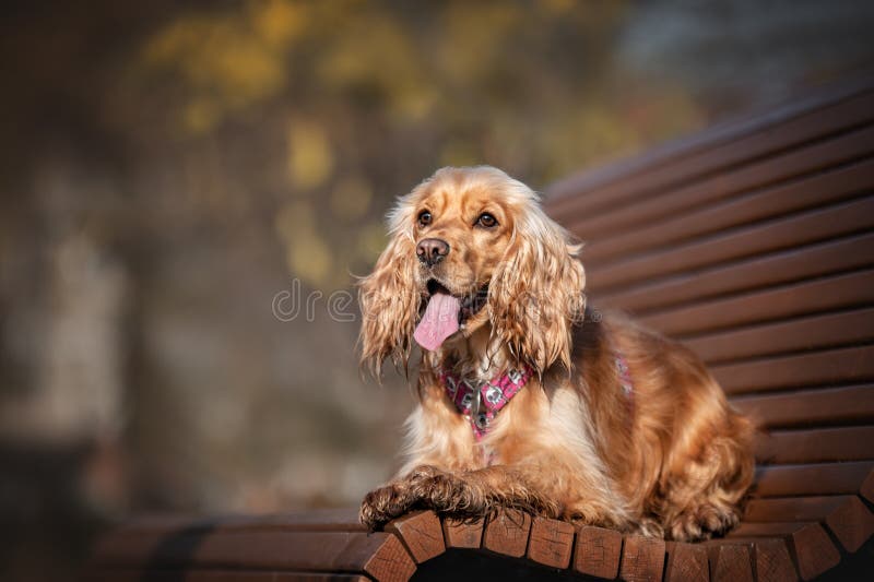 English Cocker Spaniel Dog Lying a Bench Stock Image - Image of english ...