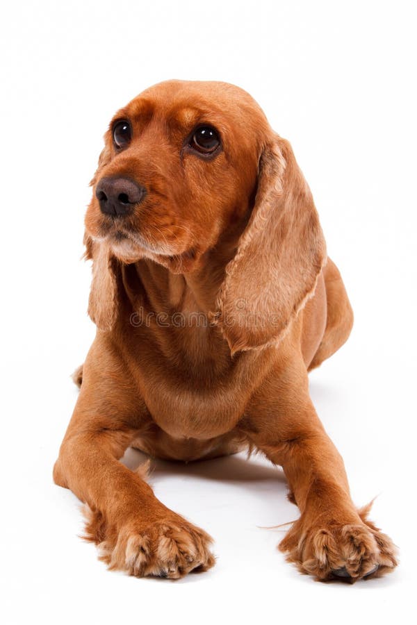 English Cocker Spaniel Dog Playing Chess Stock Photo - Image of ...