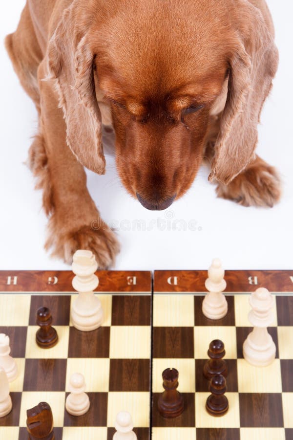 198 Dog Playing Chess Photos - Free & Royalty-Free Stock Photos from ...
