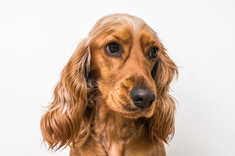 Side View of Working Cocker Spaniel Walking Stock Photo - Image of ...