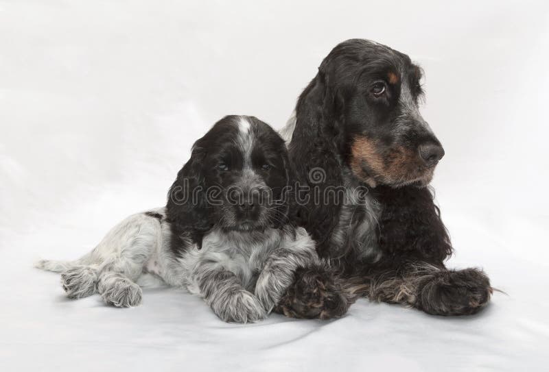 English Cocker Spaniel Family. Stock Photo - Image of cocker, american ...